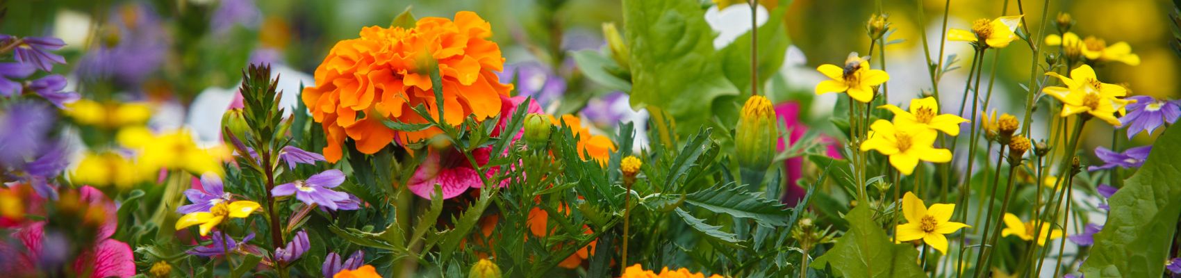 Benvenuti nella Città Splendente! - Adorable Adorable